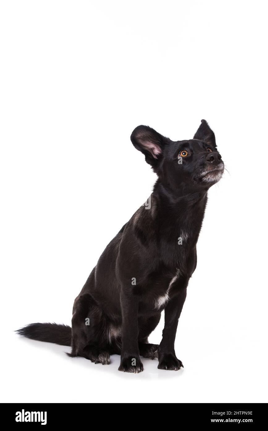 Dogging Cut Out Stock Images & Pictures - Alamy