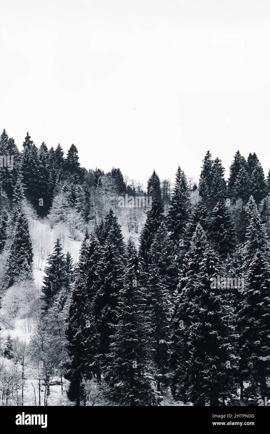 Vertical aerial view of snowy white trees on a mountain Stock Photo - Alamy