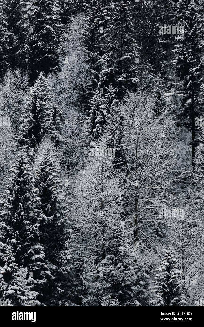 Vertical aerial view of snowy white trees on a mountain Stock Photo - Alamy
