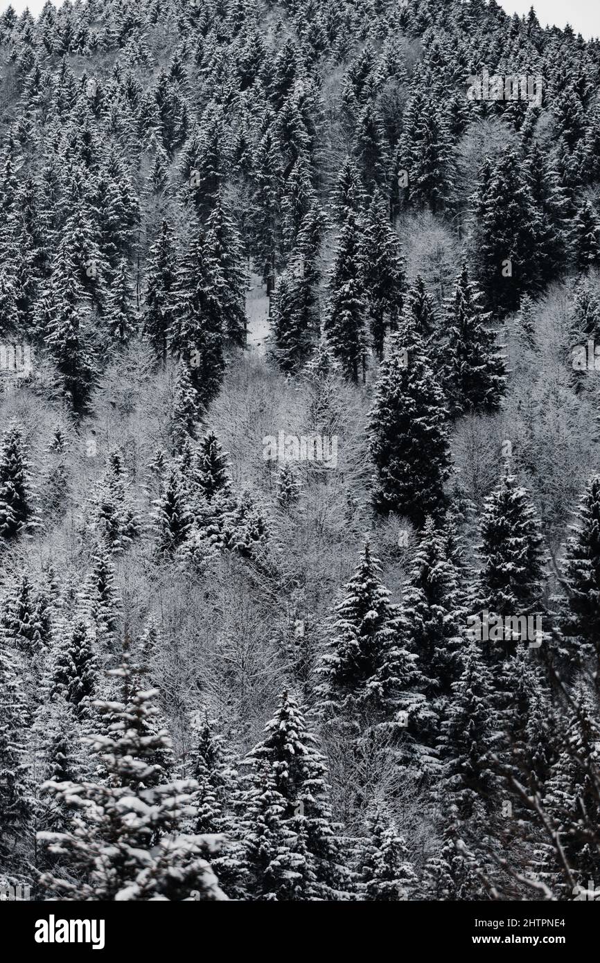 Vertical aerial view of snowy white trees on a mountain Stock Photo - Alamy