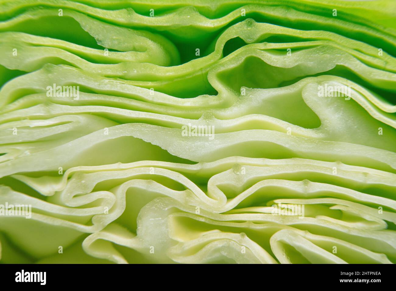 Macro photo of cabbage, close up slice cabbage leaves Stock Photo - Alamy
