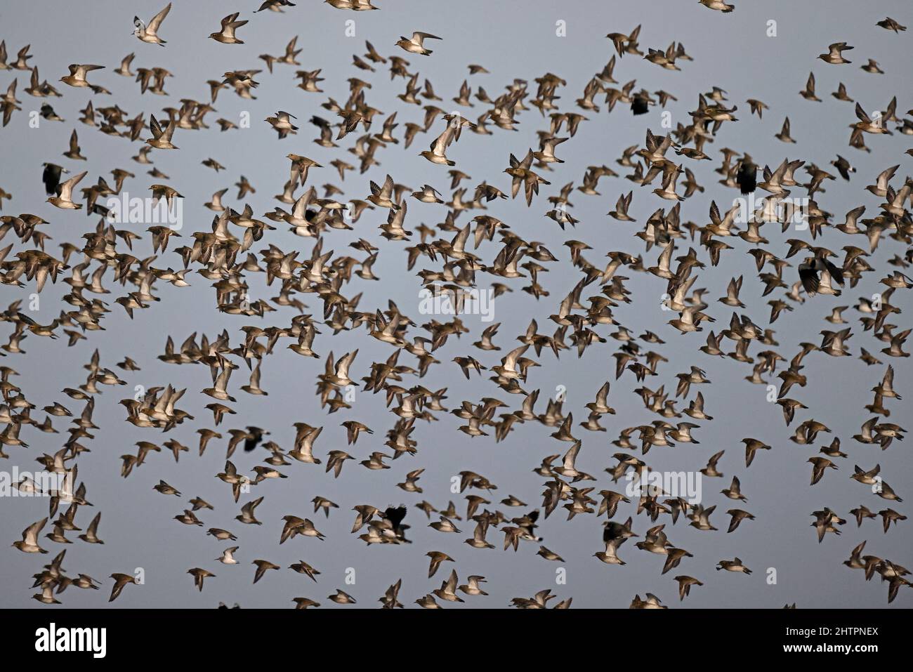 Flock of Golden Plover in flight at Frampton Marsh RSPB Reserve ...