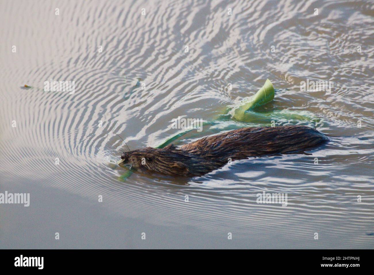 Fluffy muskrat swimming in the water with a plant Stock Photo - Alamy