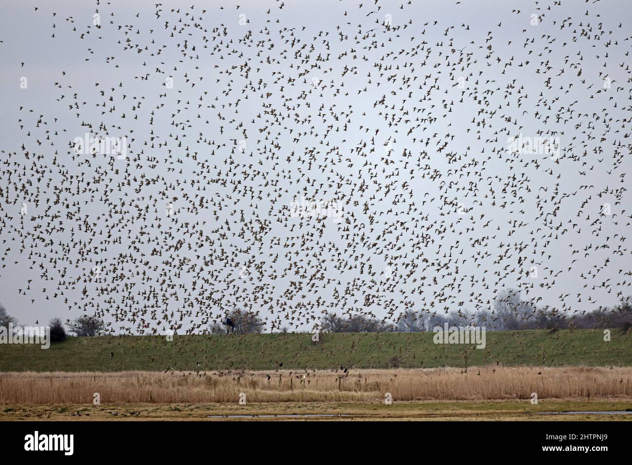 Frampton marsh rspb reserve hi-res stock photography and images - Alamy