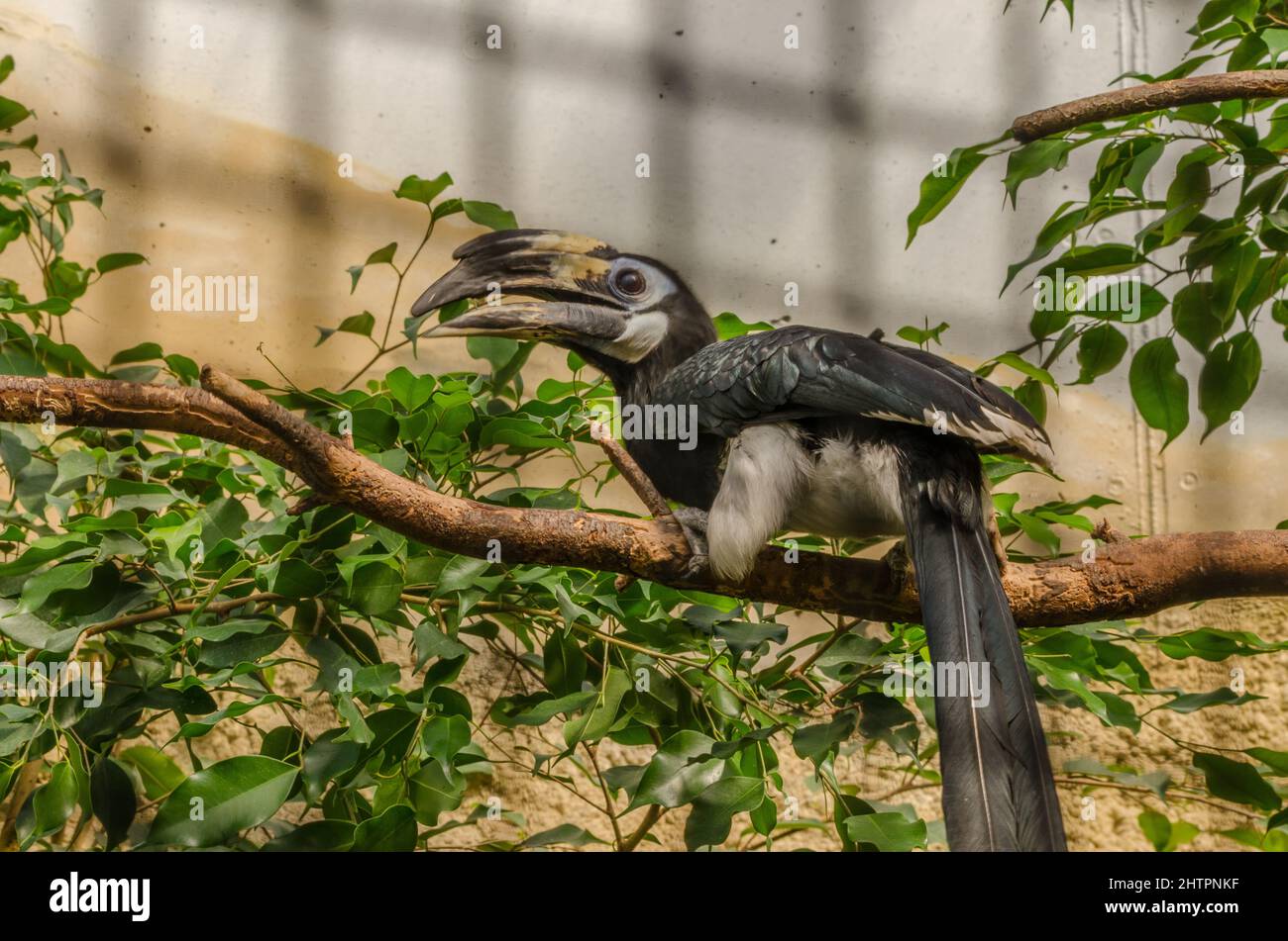 Closeup shot of an Oriental pied hornbill Stock Photo - Alamy
