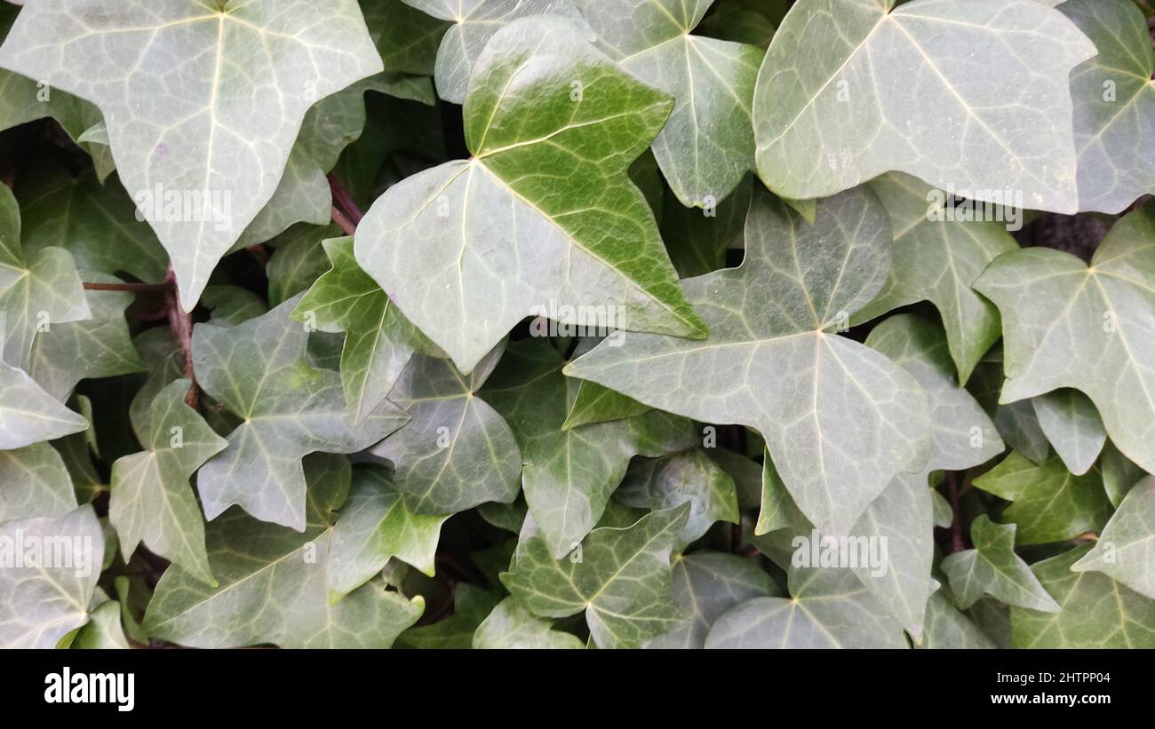 Closeup shot of details on an ivy plant Stock Photo - Alamy