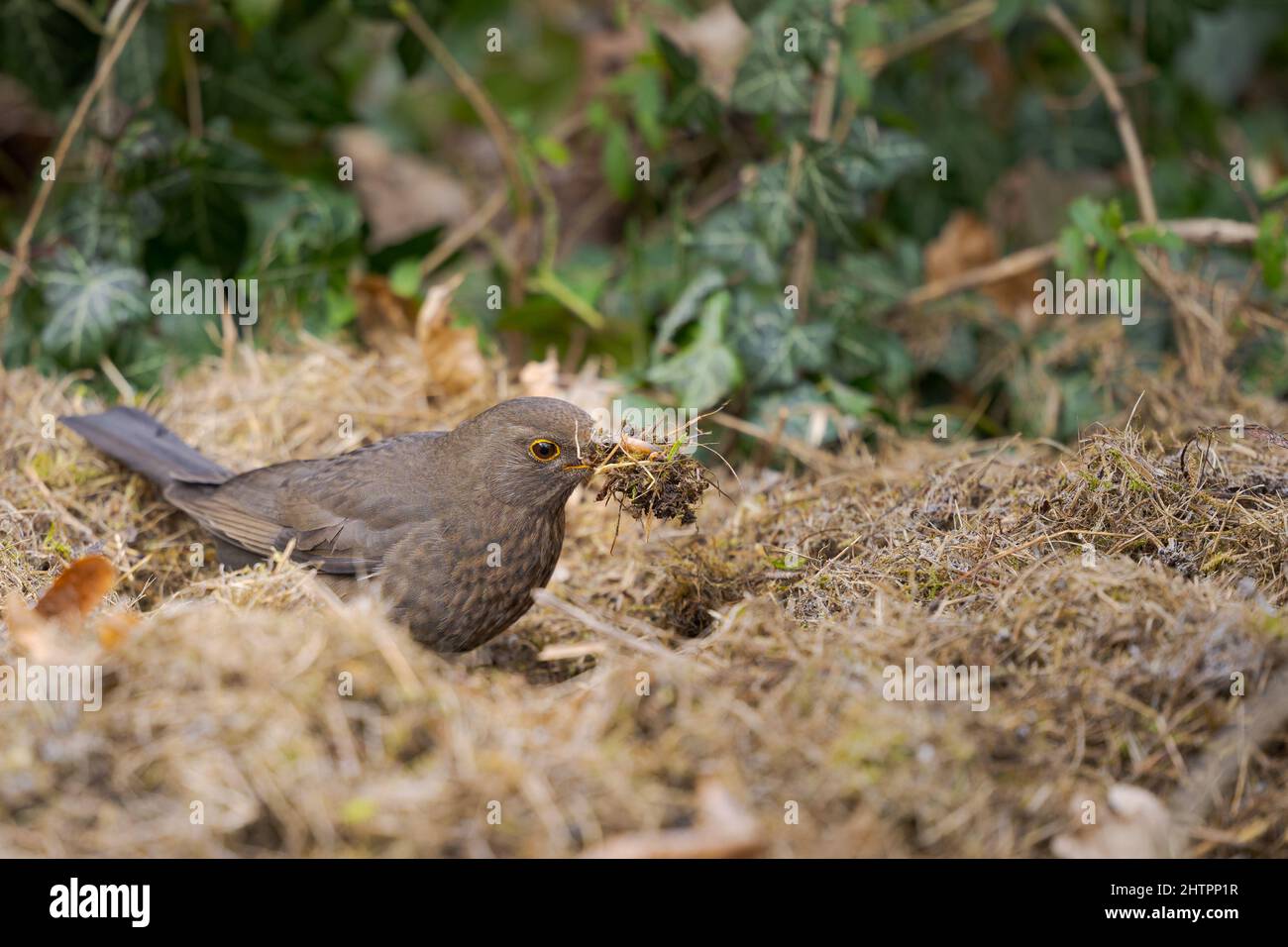 Female common blackbird sitting on ground amidst dry moss collecting ...
