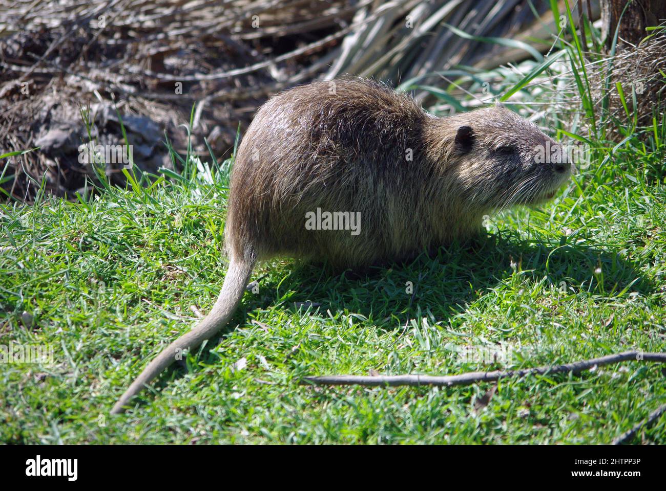 The nutria (Myocastor coypus), also known as the coypu Stock Photo - Alamy