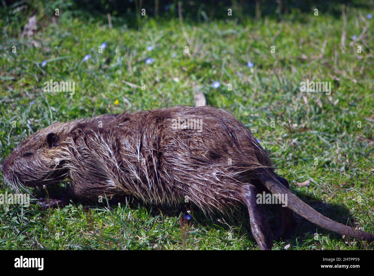The nutria (Myocastor coypus), also known as the coypu Stock Photo - Alamy