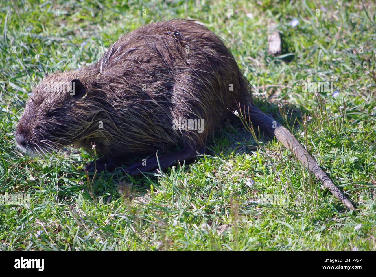 The nutria (Myocastor coypus), also known as the coypu Stock Photo - Alamy