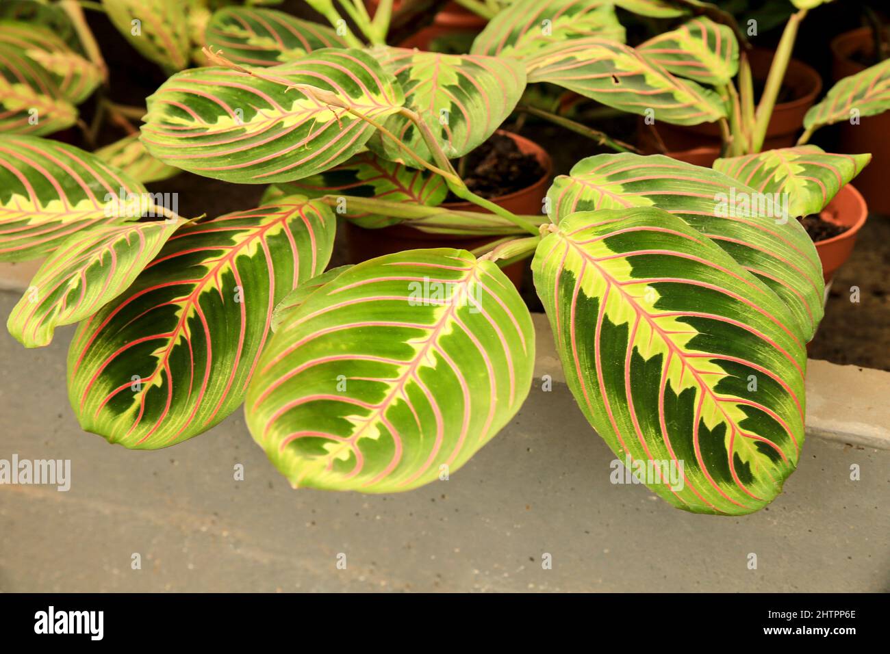 Maranta leuconera hi-res stock photography and images - Alamy