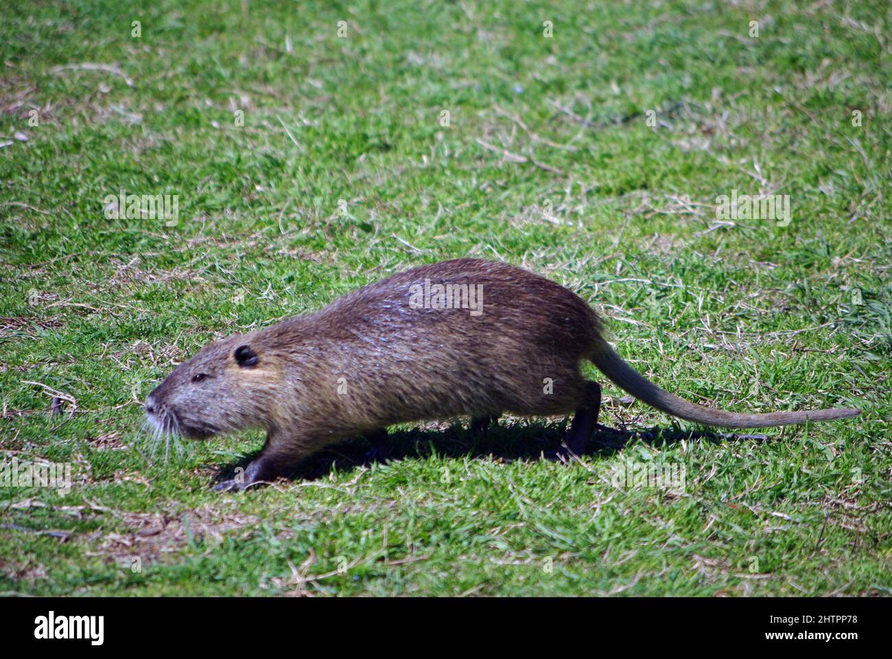 The nutria (Myocastor coypus), also known as the coypu Stock Photo - Alamy