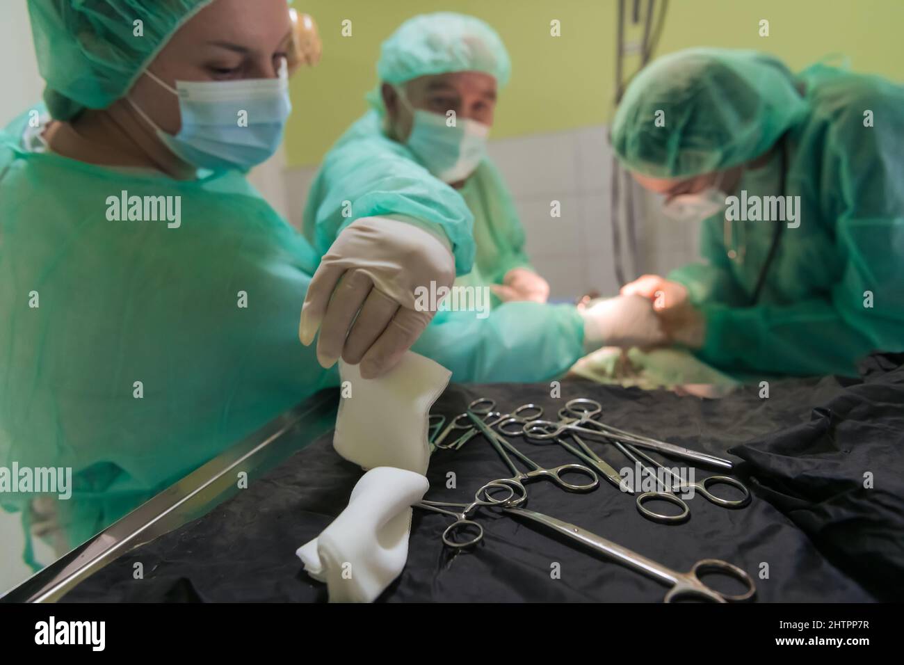 Real abdominal surgery on a cat in a hospital setting Stock Photo - Alamy