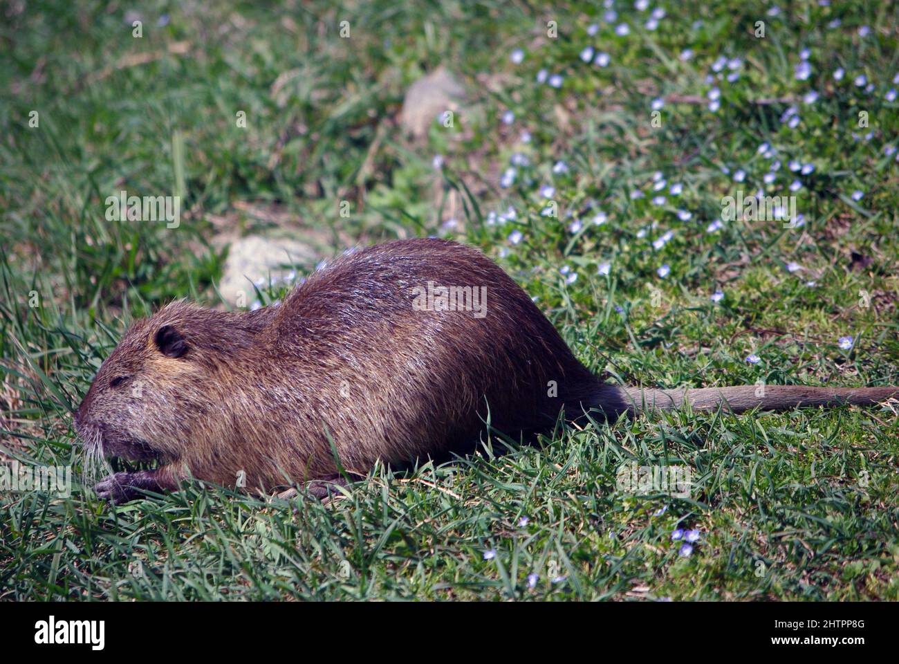 The nutria (Myocastor coypus), also known as the coypu Stock Photo - Alamy