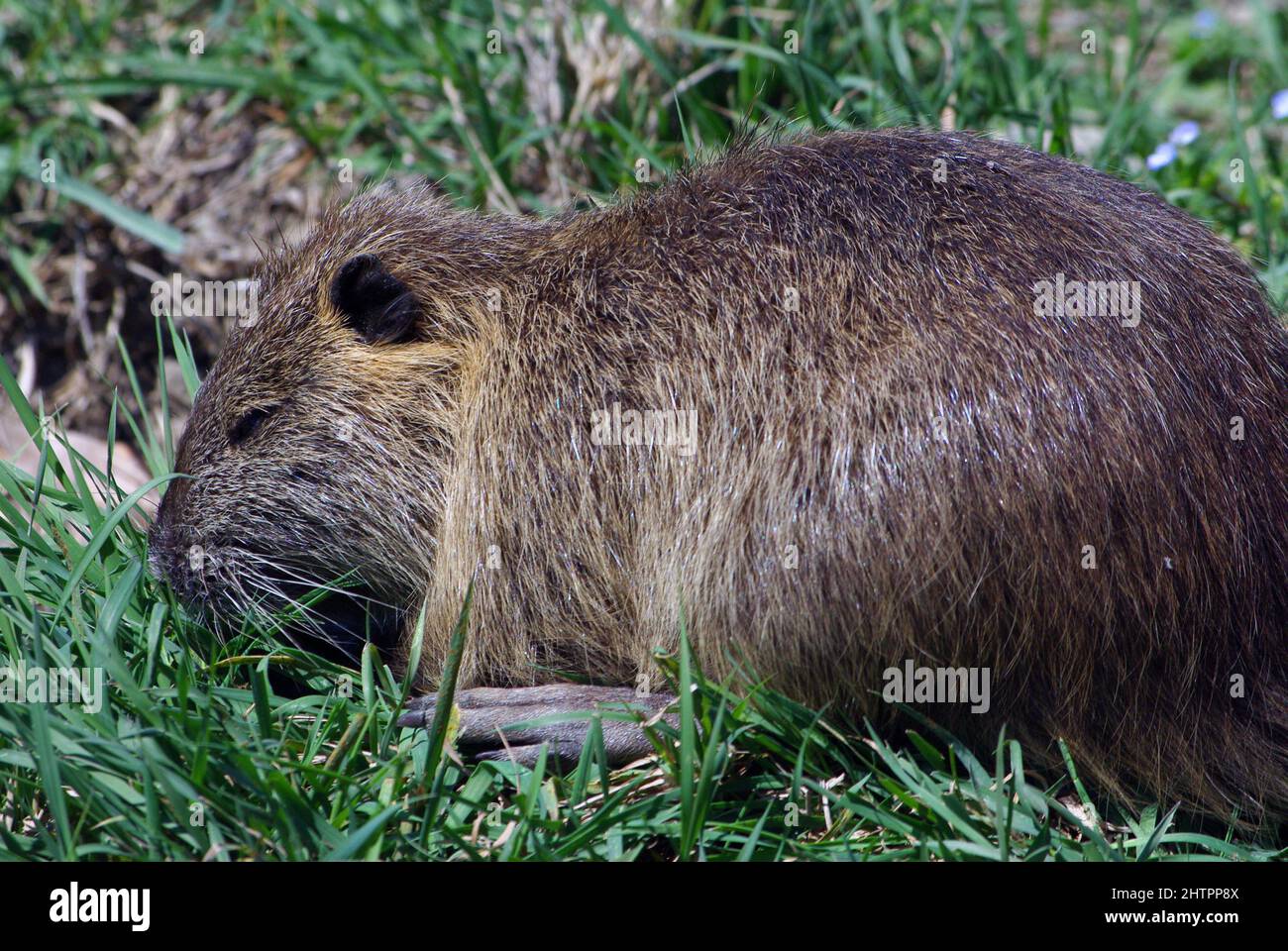 The nutria (Myocastor coypus), also known as the coypu Stock Photo - Alamy