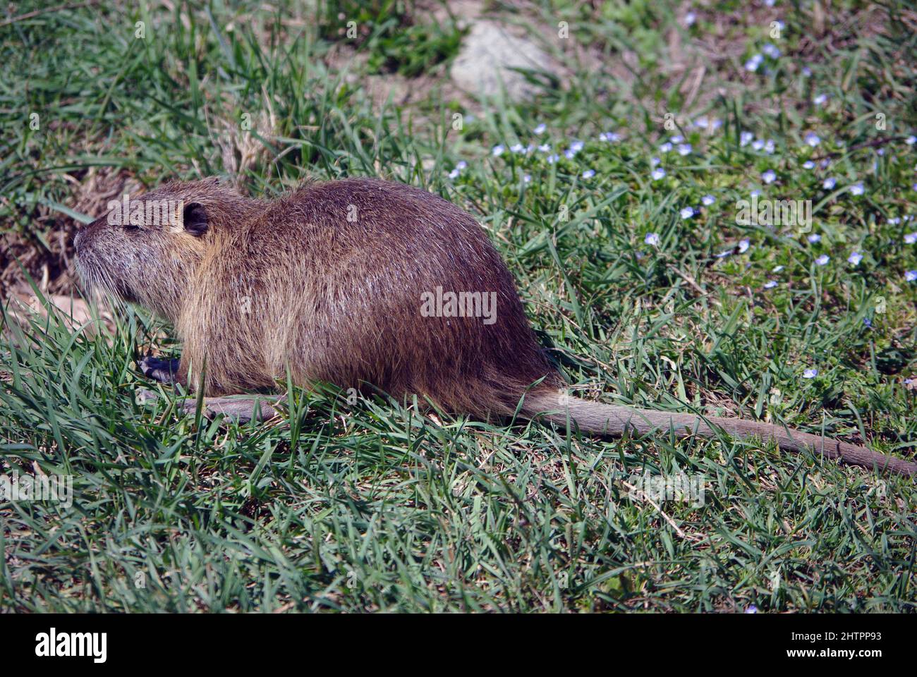 The nutria (Myocastor coypus), also known as the coypu Stock Photo - Alamy