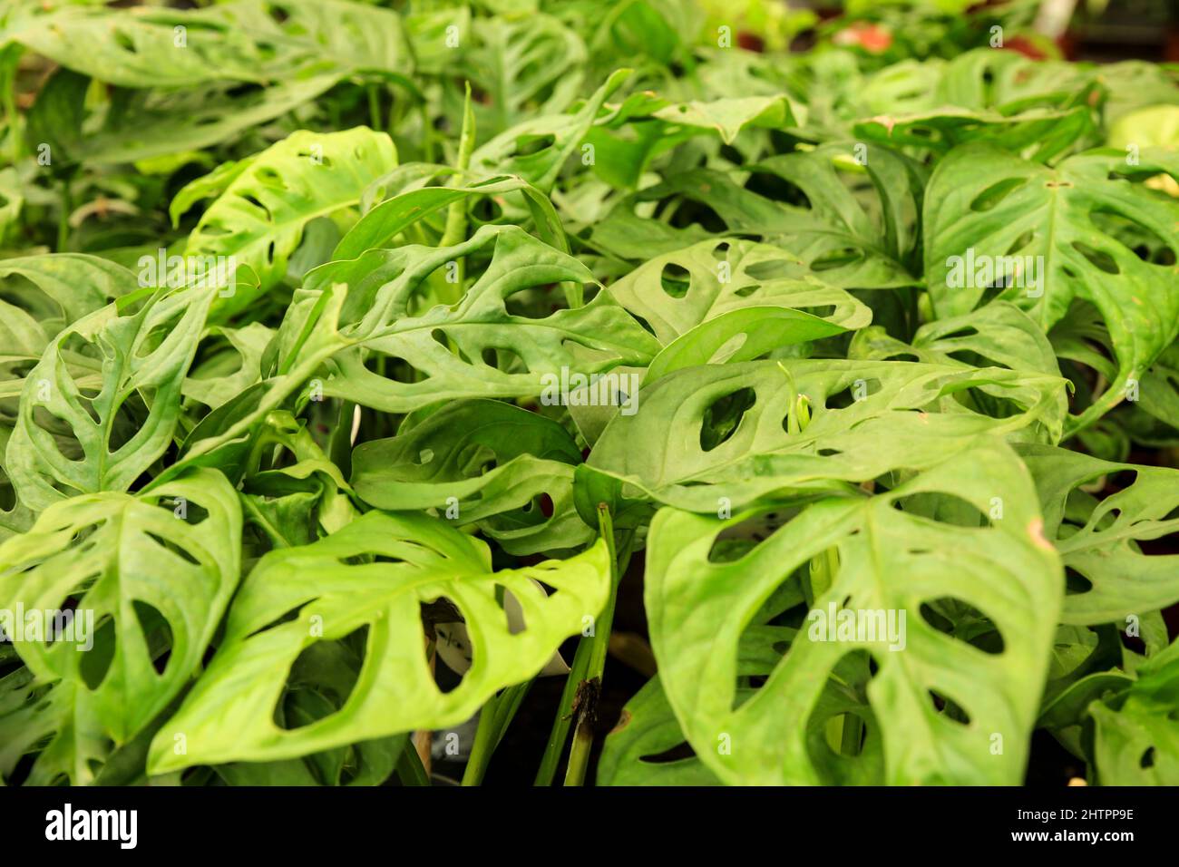 Colorful Monstera Obliqua plants in the garden Stock Photo - Alamy