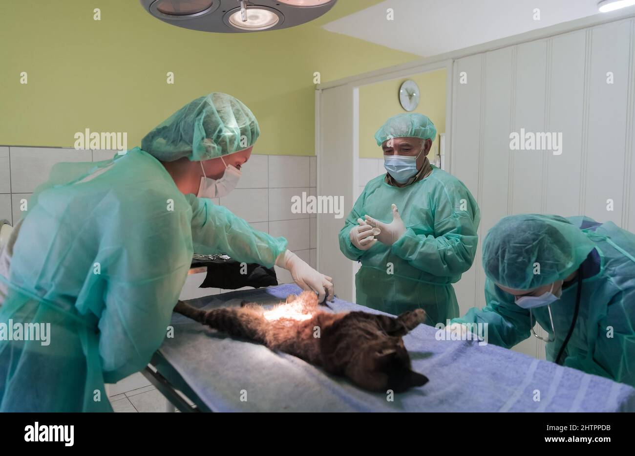 Real abdominal surgery on a cat in a hospital setting Stock Photo - Alamy