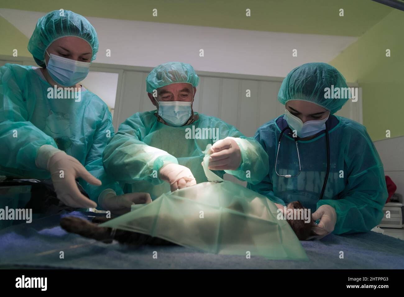 Real abdominal surgery on a cat in a hospital setting Stock Photo - Alamy