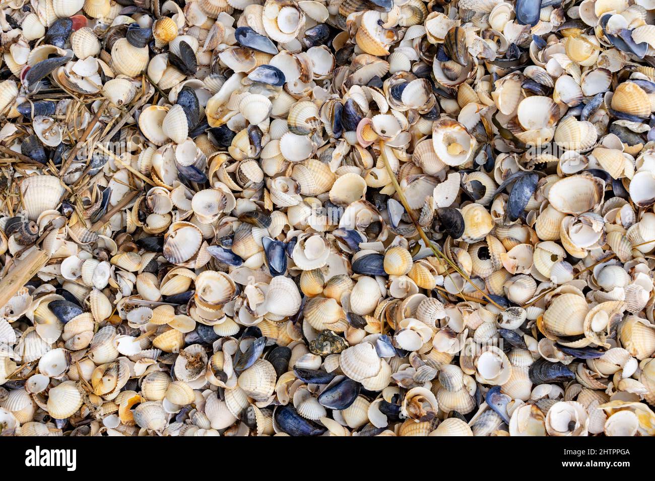 Top view of a heap of clams and shells on a beach Stock Photo - Alamy