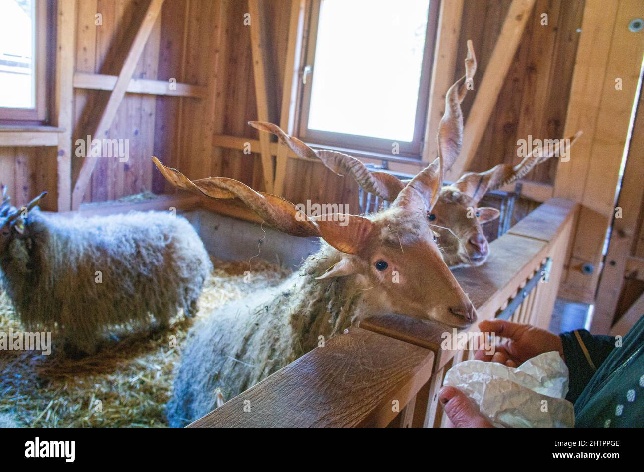 The Racka Hungarian, Hortobagy Racka Sheep, Ovis aries, in Cumberland ...