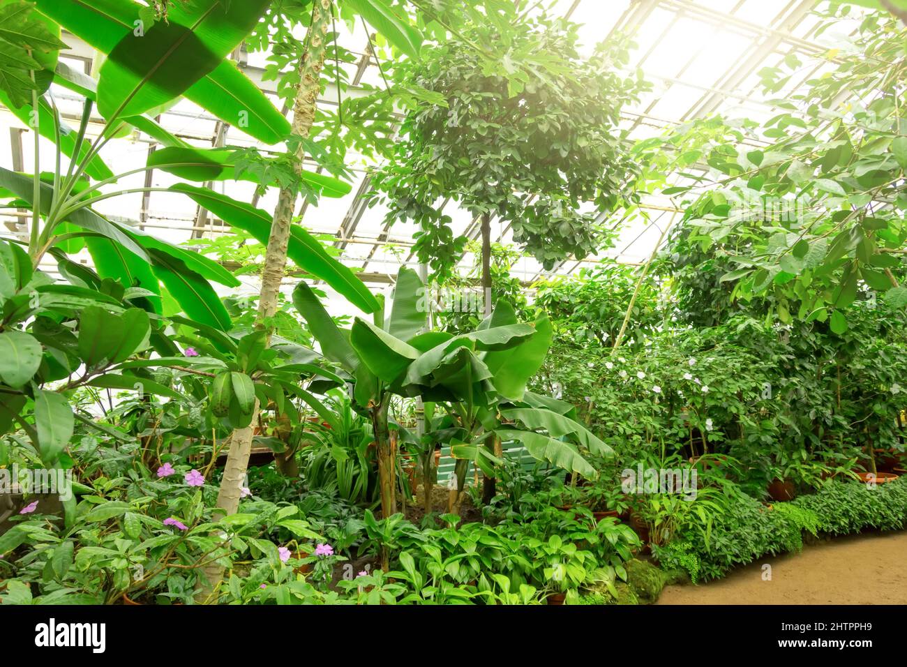 Clean thickets hi-res stock photography and images - Alamy