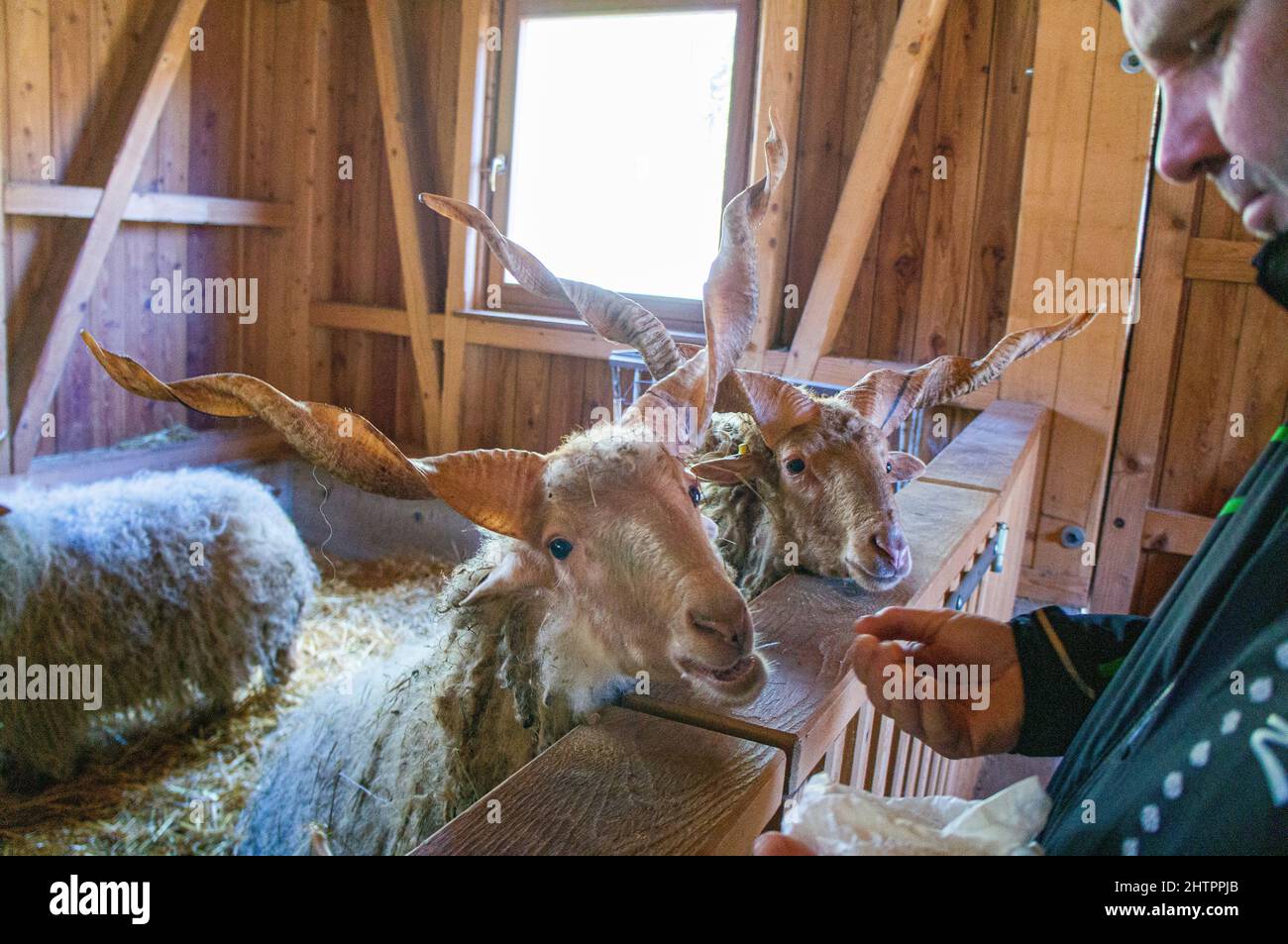 The Racka Hungarian, Hortobagy Racka Sheep, Ovis aries, in Cumberland ...
