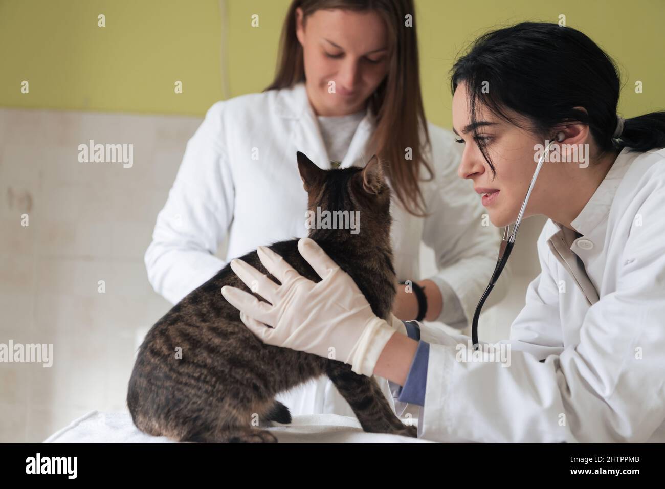 Veterinary team for treating sick cats, Maintain animal health Concept ...