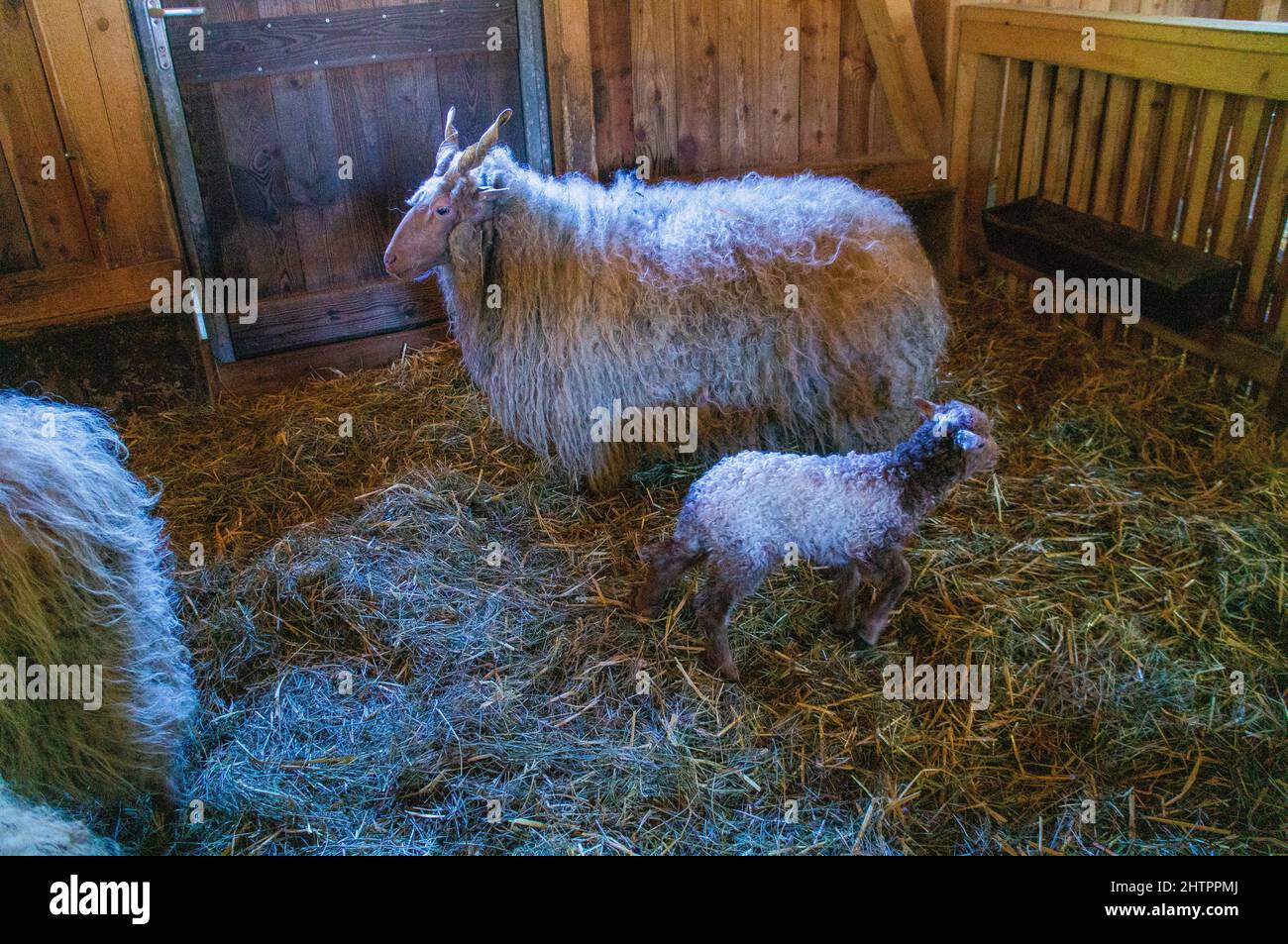 The Racka Hungarian, Hortobagy Racka Sheep, Ovis aries, in Cumberland ...