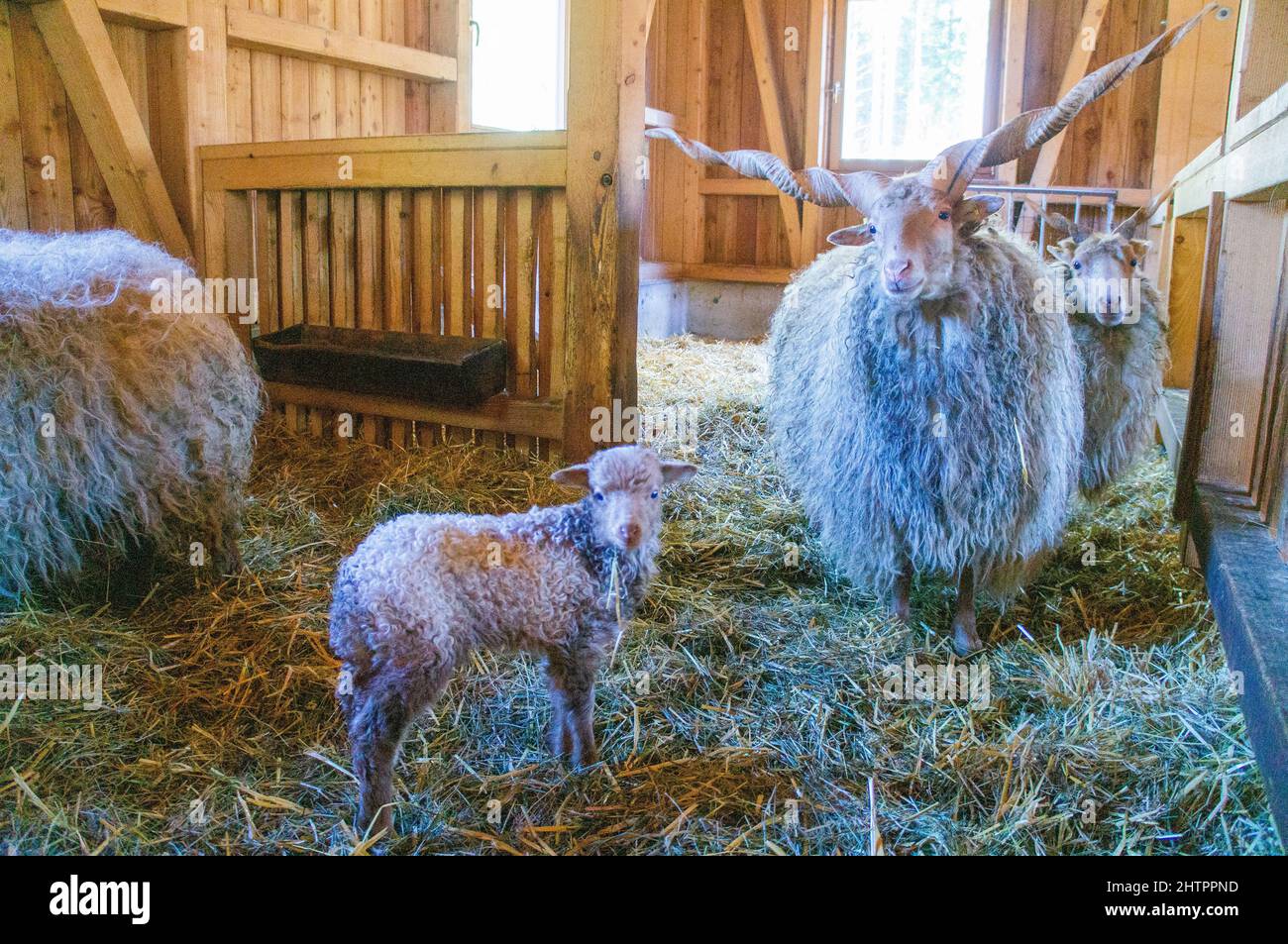 The Racka Hungarian, Hortobagy Racka Sheep, Ovis aries, in Cumberland ...