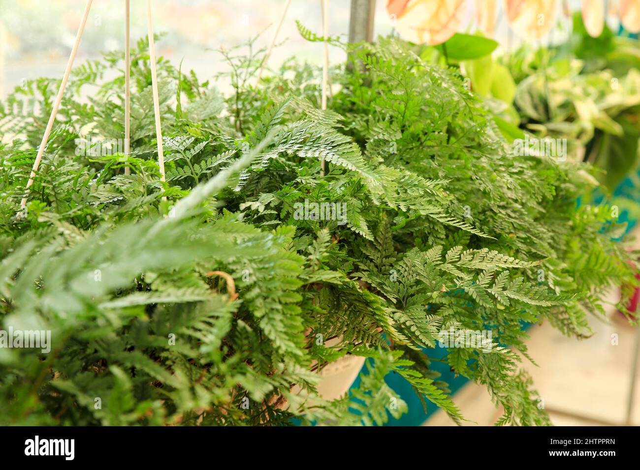 Colorful Davallia Bullata hanging plants in the garden Stock Photo - Alamy