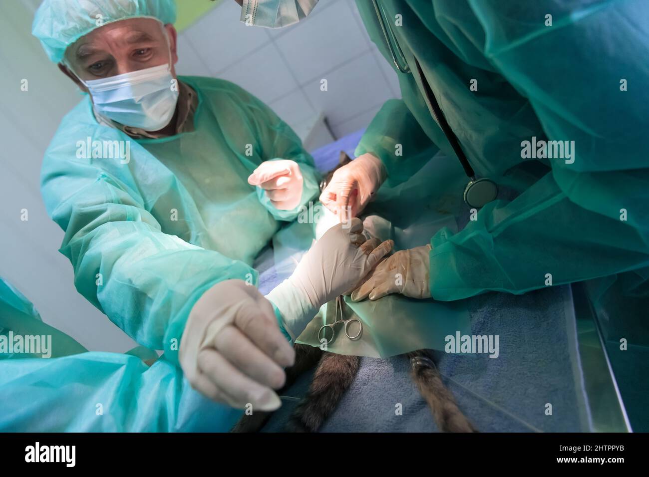 Real abdominal surgery on a cat in a hospital setting Stock Photo - Alamy