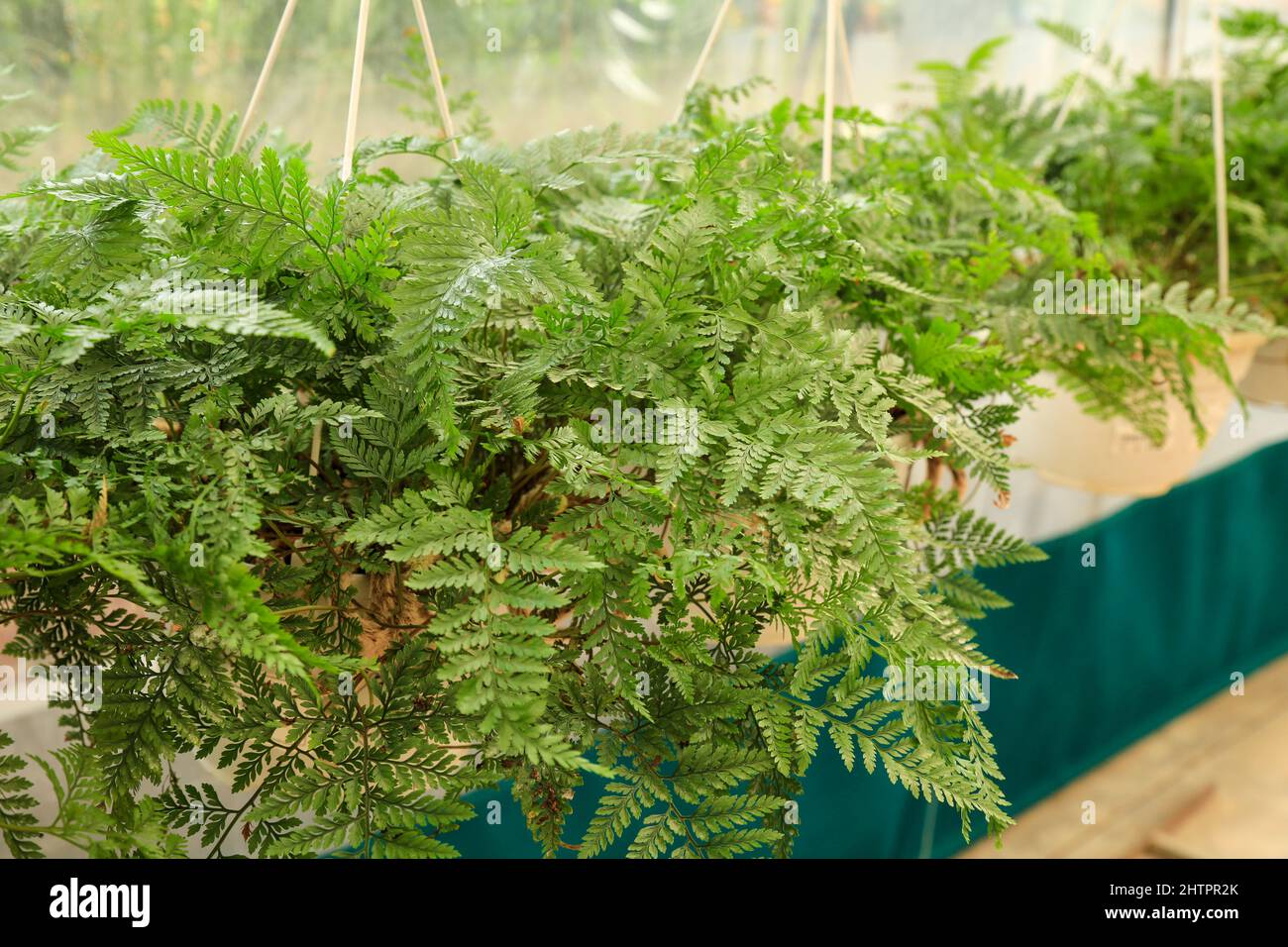 Colorful Davallia Bullata hanging plants in the garden Stock Photo - Alamy