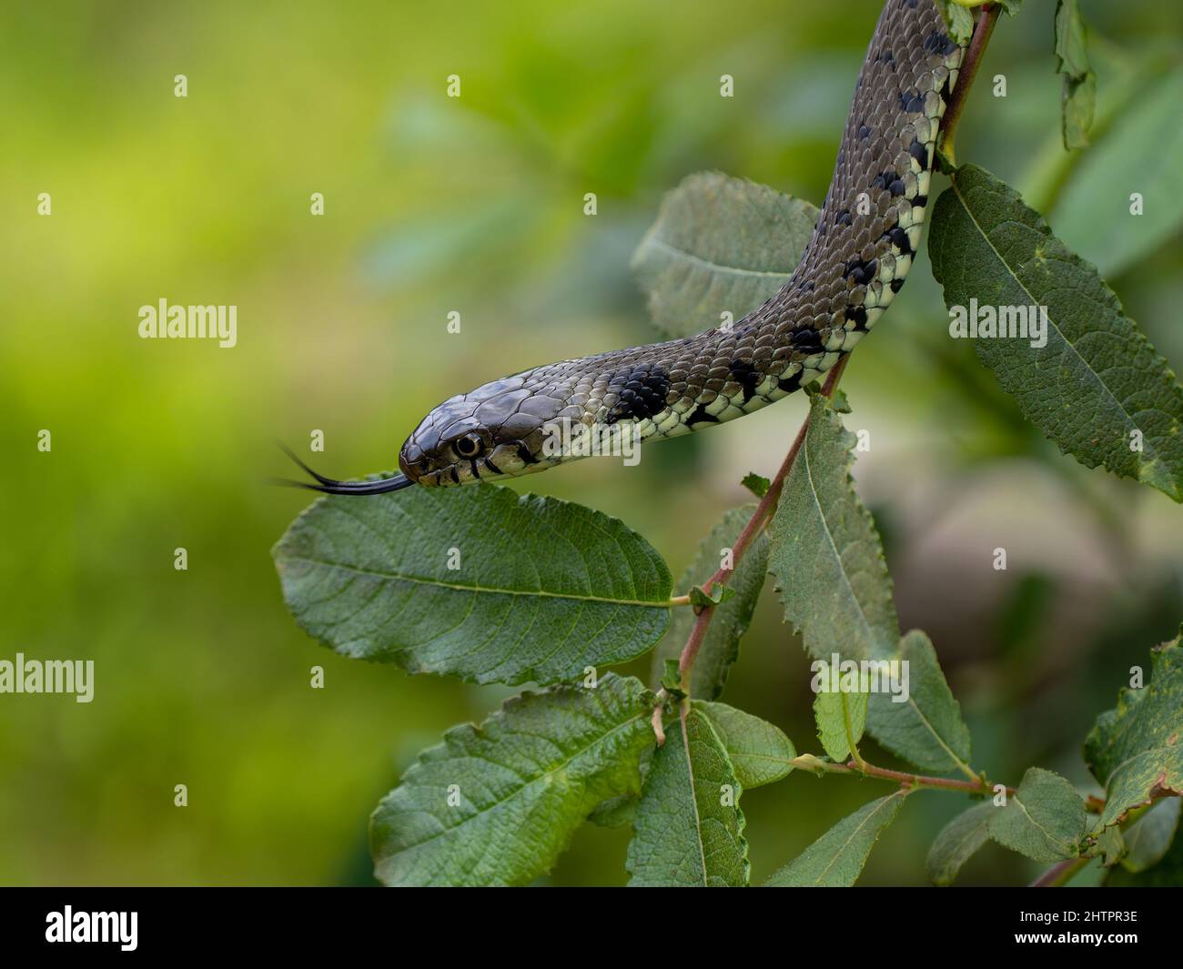 Grass Snake Climbing up a Bush Stock Photo - Alamy