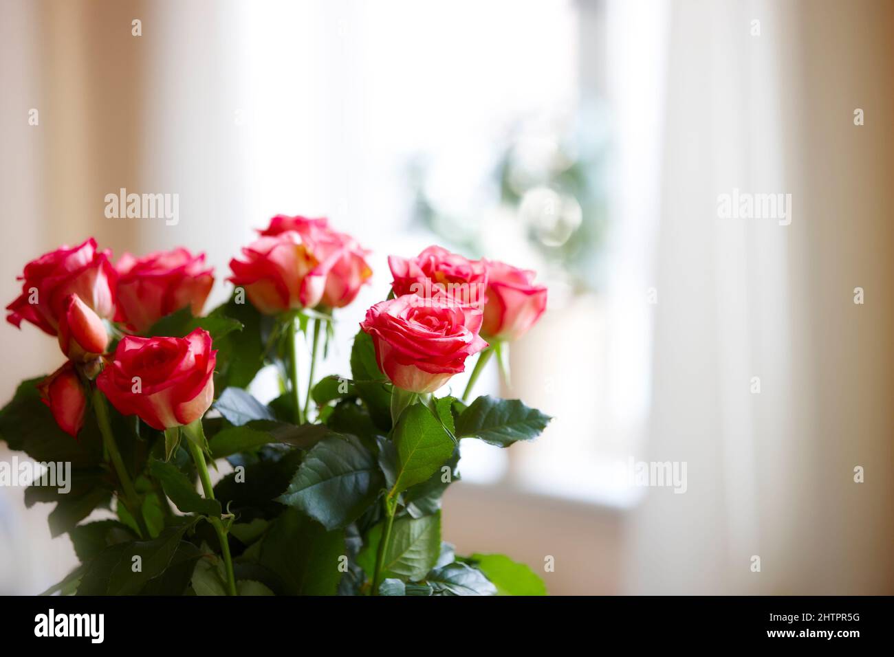 A photo of Roses indoor with window as background. A photo of Roses ...