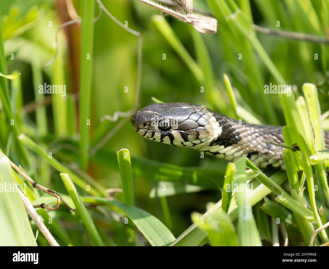 Grass Snake Head Close Up Stock Photo - Alamy