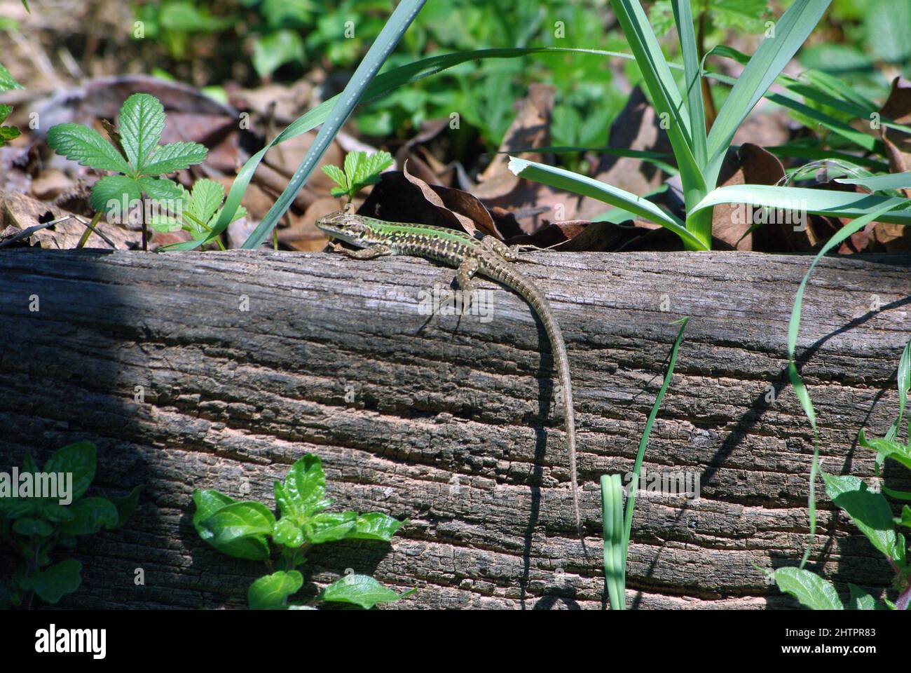 Italian Wall Lizard, Podarcis siculus Stock Photo - Alamy