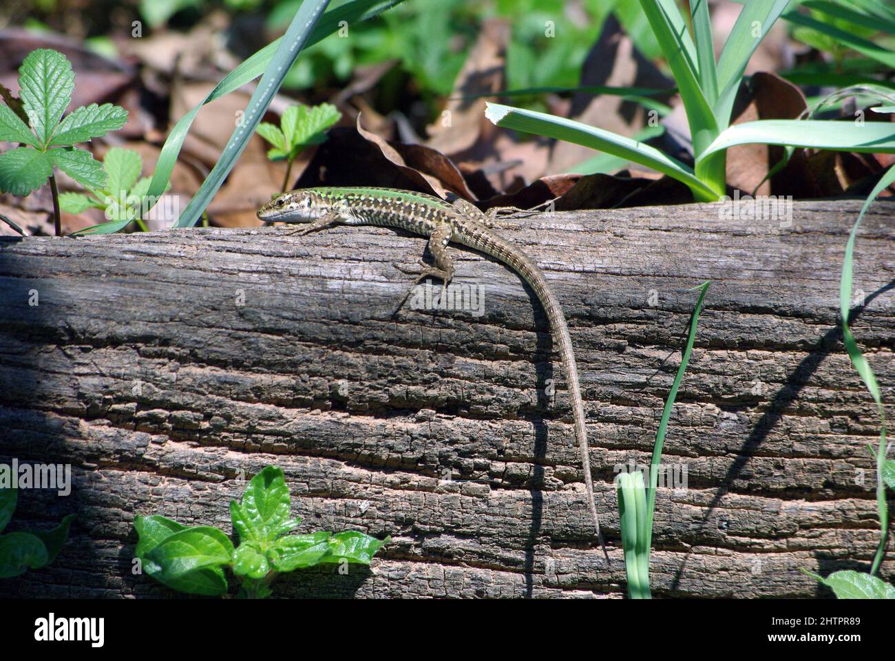 Italian Wall Lizard, Podarcis siculus Stock Photo - Alamy