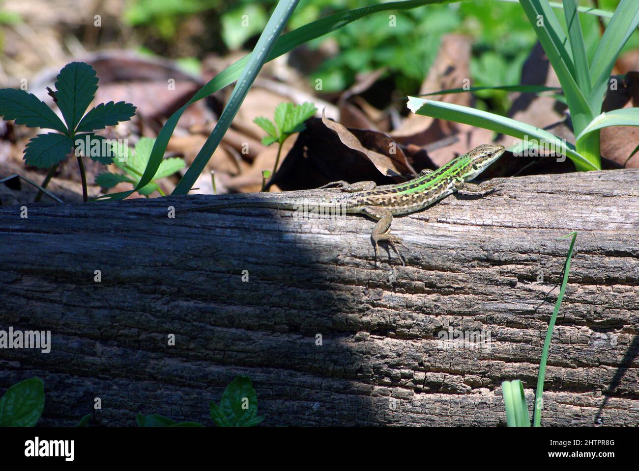 Italian Wall Lizard, Podarcis siculus Stock Photo - Alamy