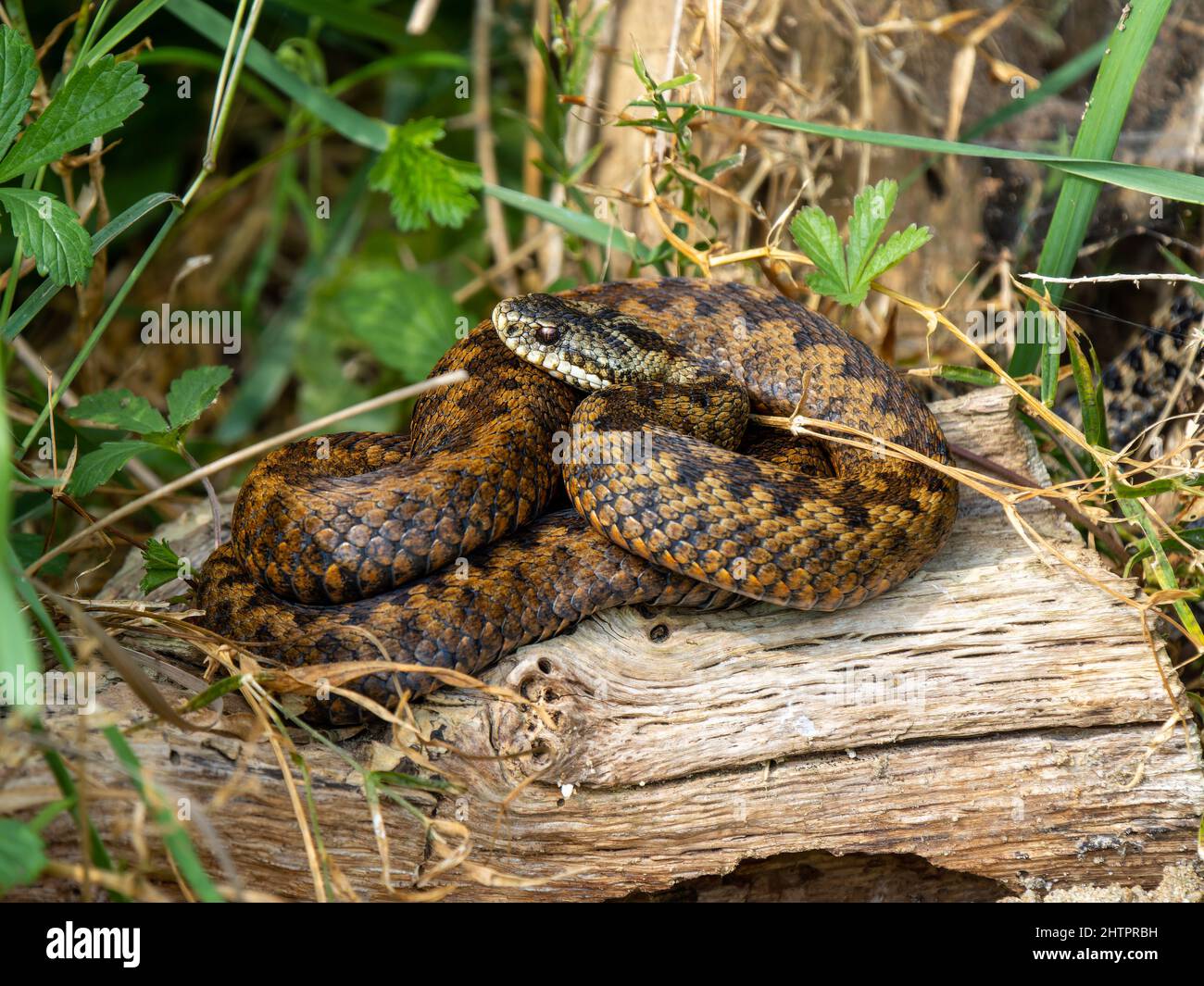 Adder snake coiled up on log Stock Photo - Alamy
