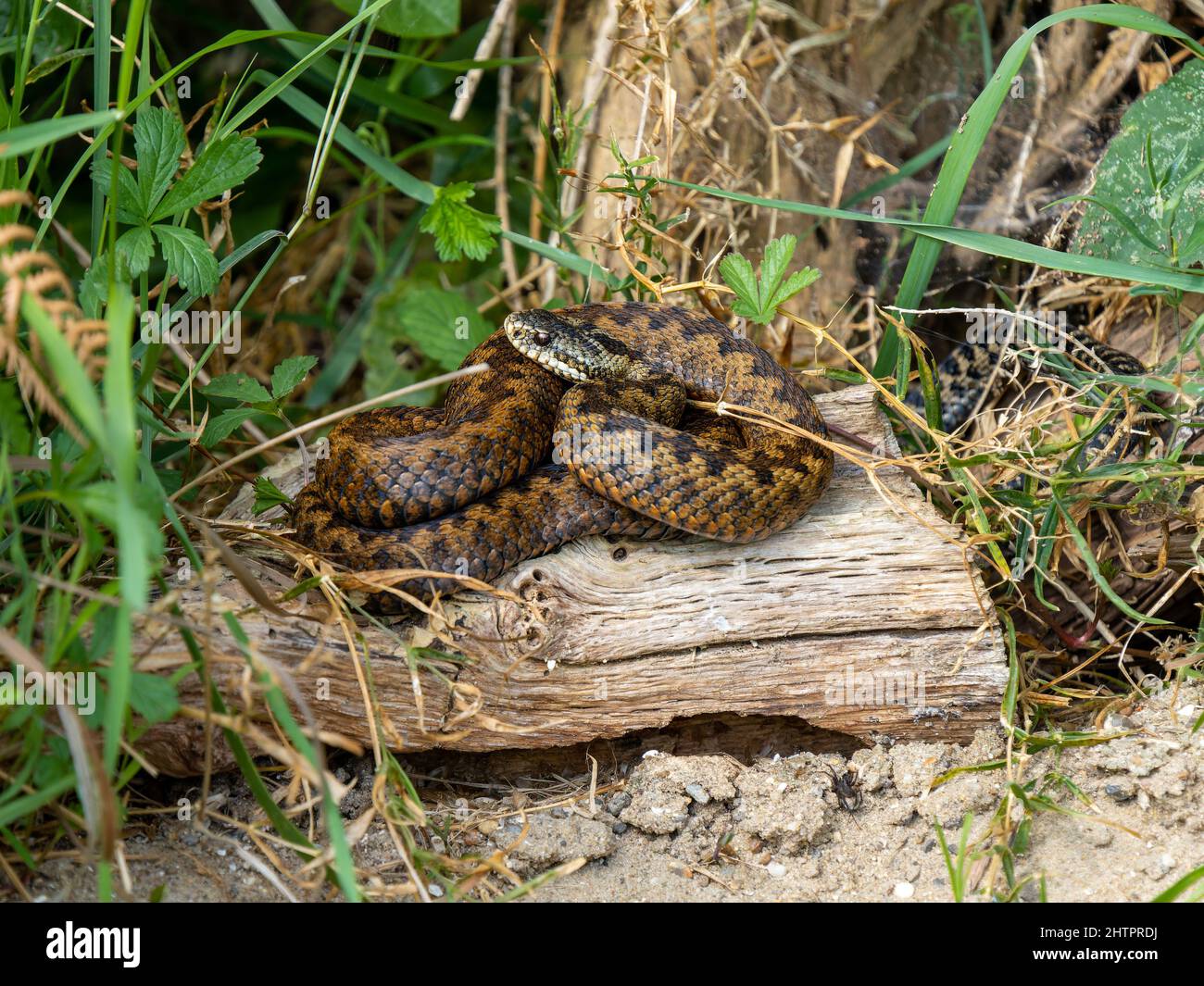 Adder snake coiled up on log Stock Photo - Alamy