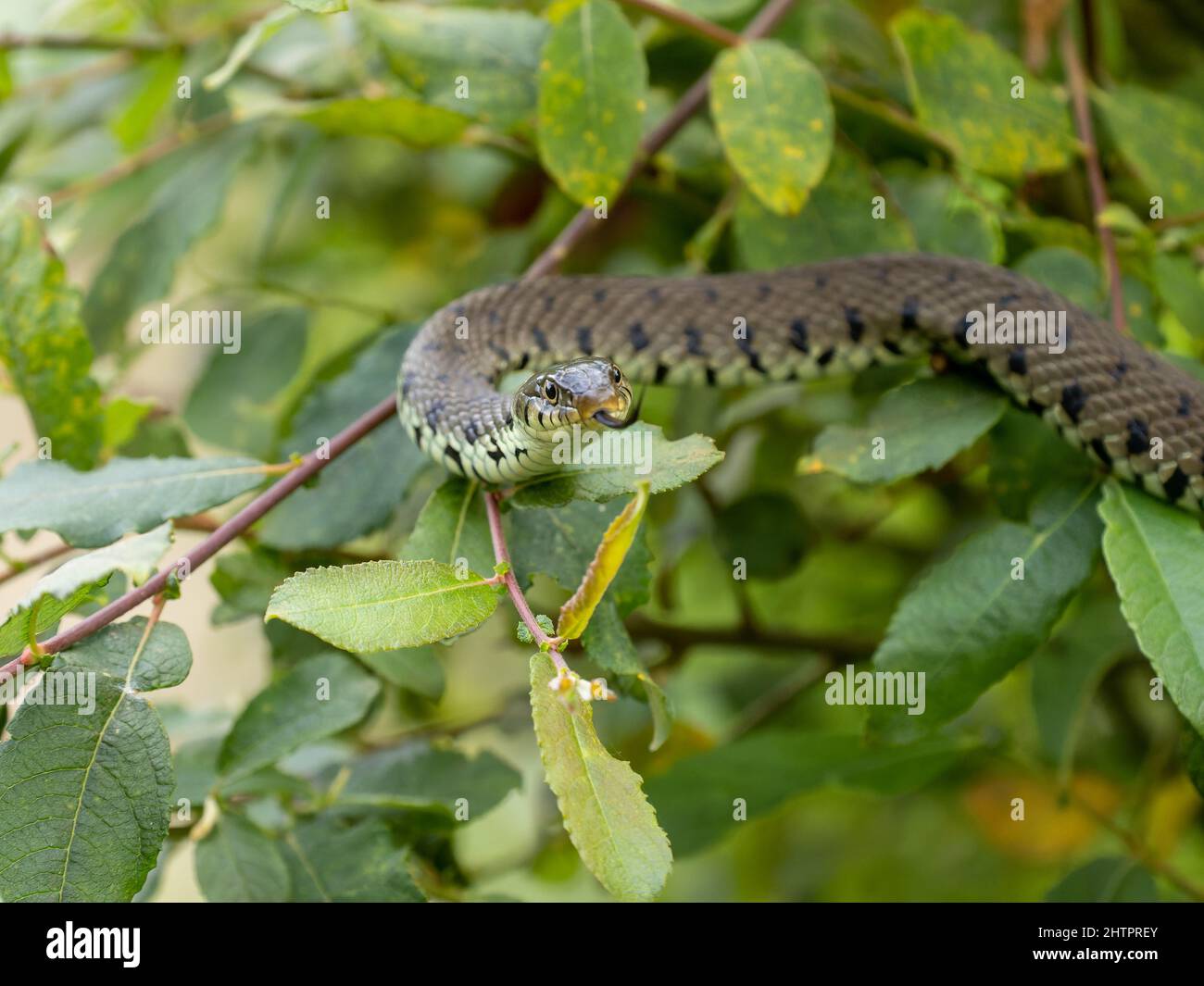 Grass Snake Climbing up a Bush Stock Photo - Alamy