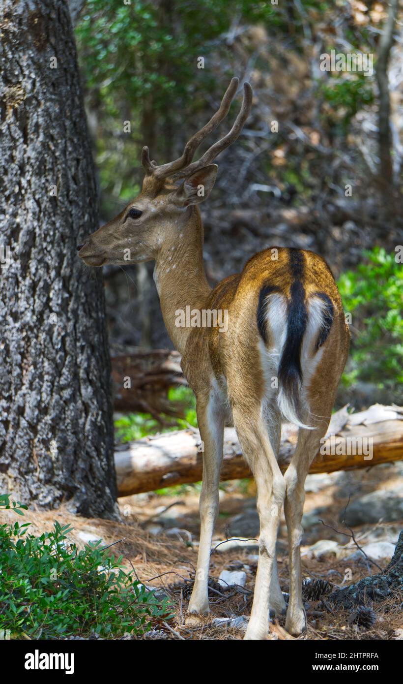 Vertical closeup of the sika deer, also known as spotted deer or the ...