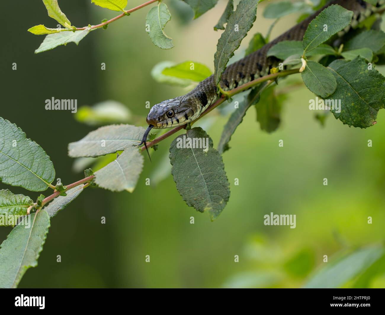 Grass Snake Climbing up a Bush Stock Photo - Alamy