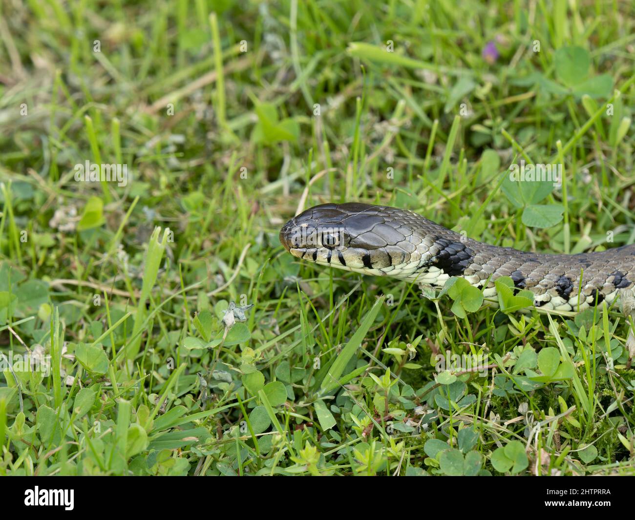 Grass Snake Head Close Up Stock Photo - Alamy