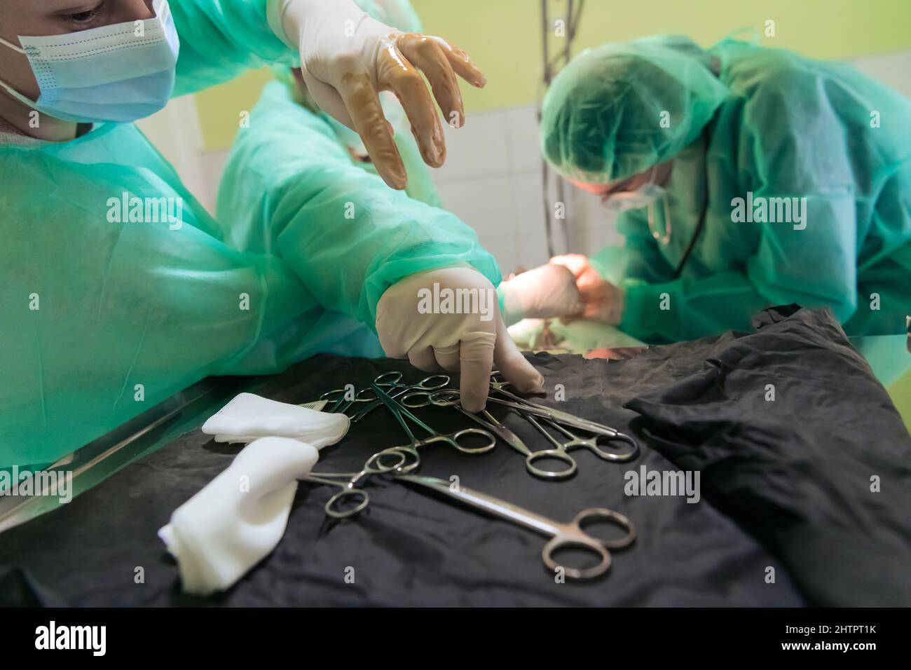 Real abdominal surgery on a cat in a hospital setting Stock Photo - Alamy