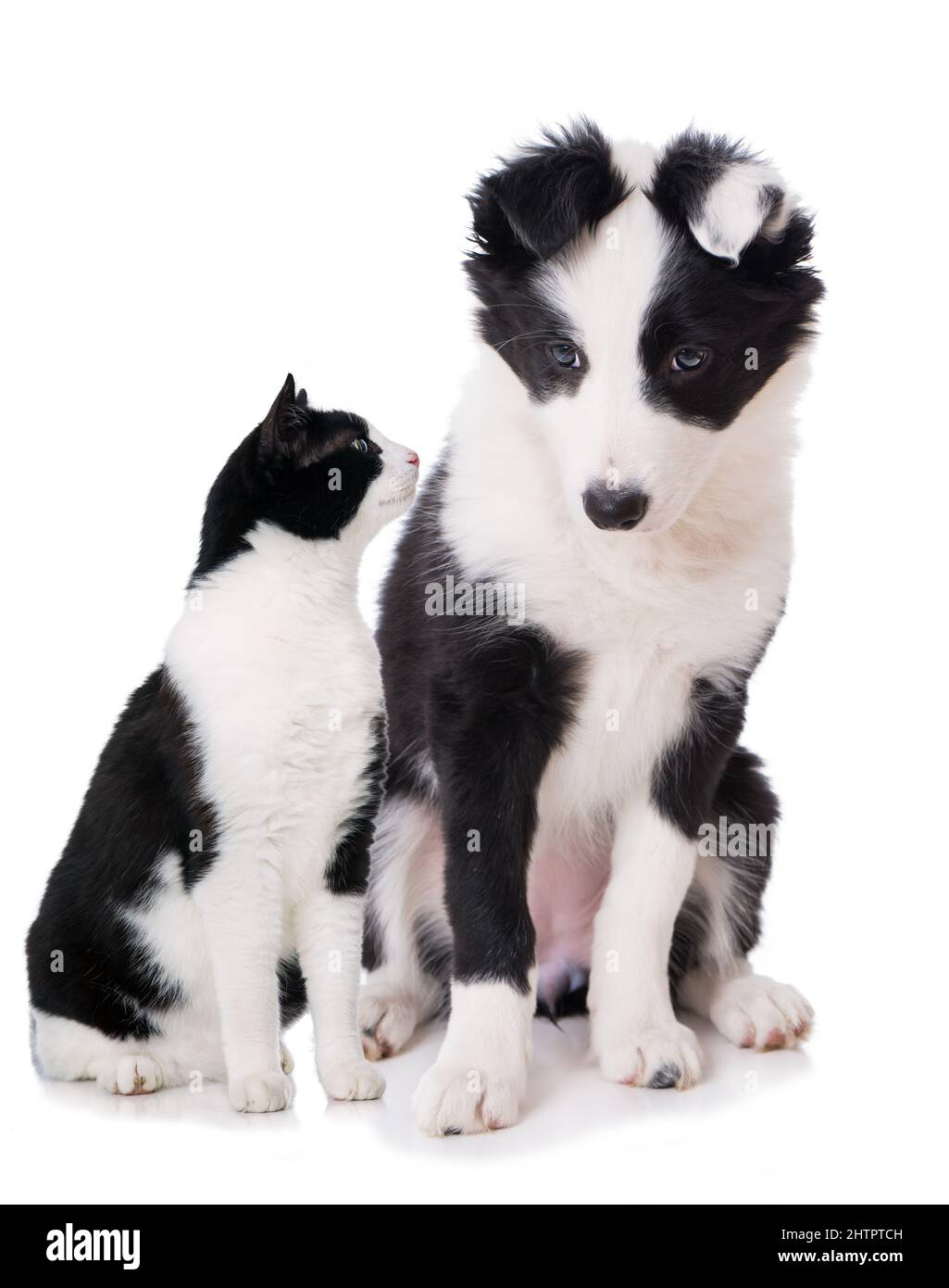 Funny cat sits on white Cut Out Stock Images & Pictures - Alamy