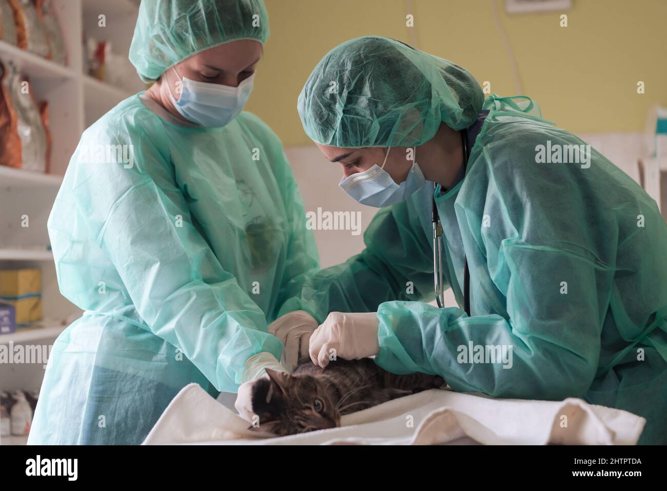 Veterinary team for treating sick cats, Maintain animal health Concept ...