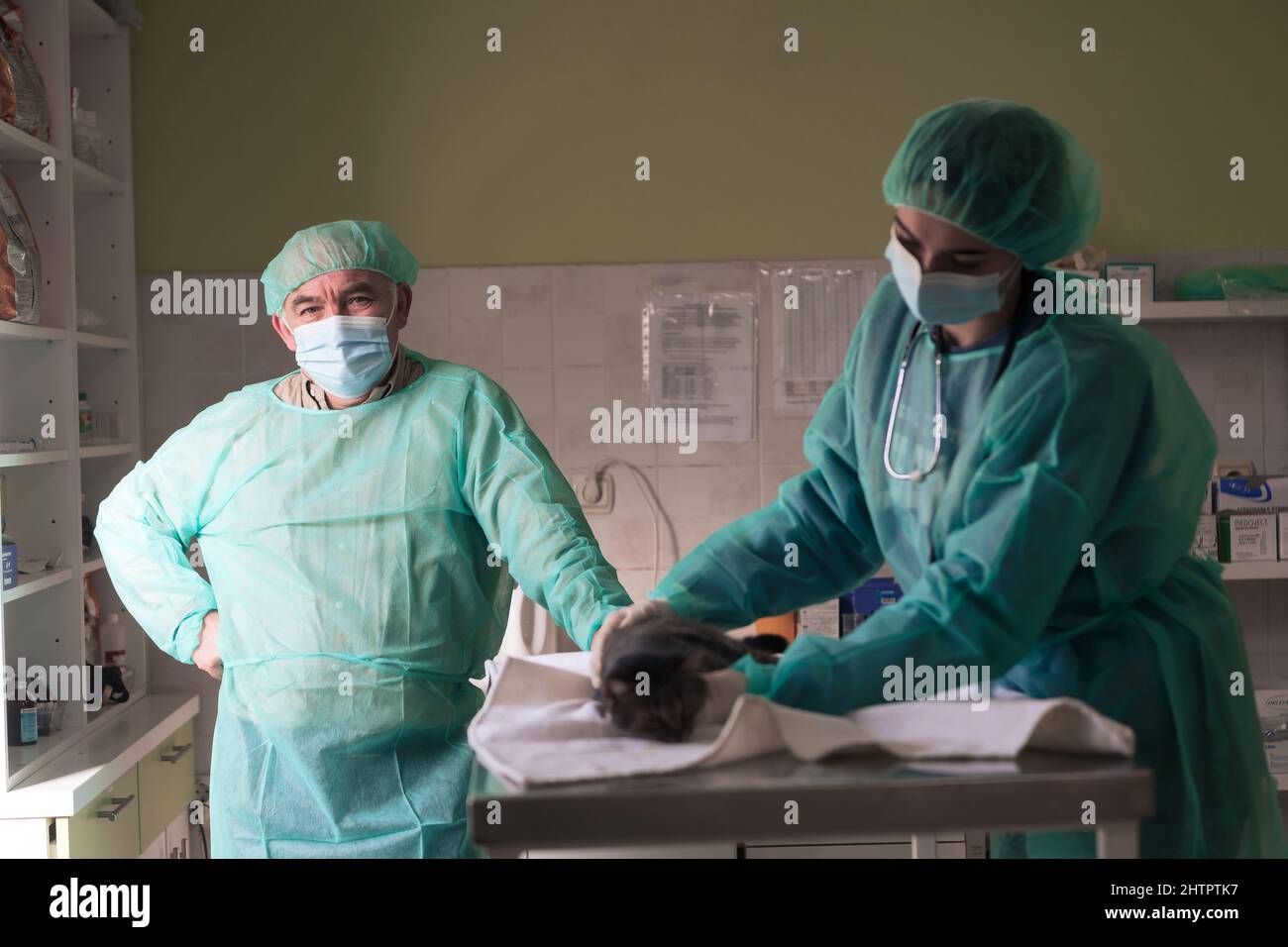 Veterinary team for treating sick cats, Maintain animal health Concept ...