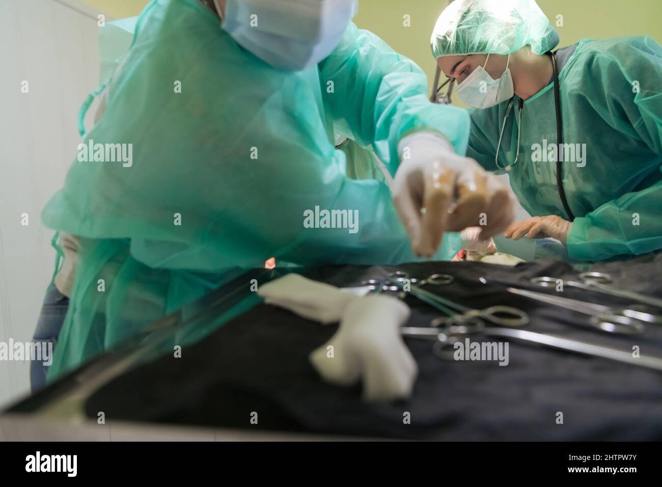 Real abdominal surgery on a cat in a hospital setting Stock Photo - Alamy